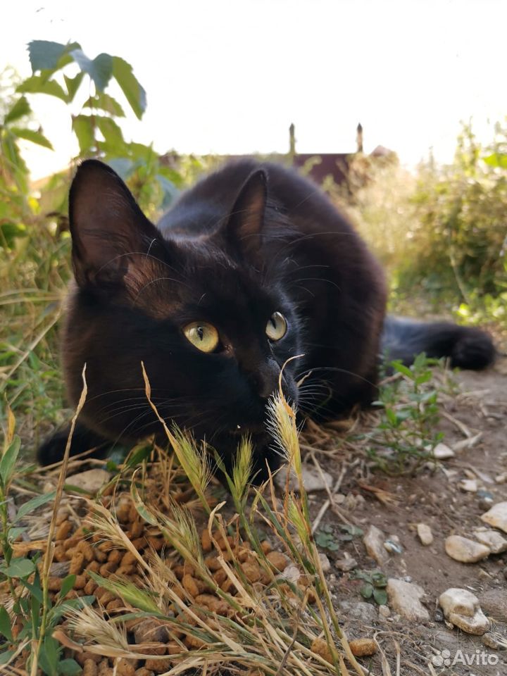 Кот Уголек