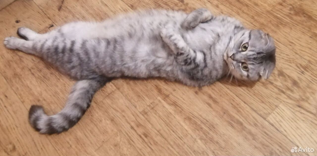 Кошка