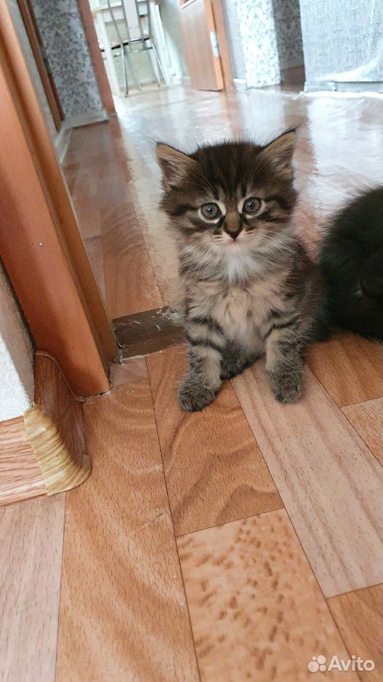 Котёнок (кошечка)