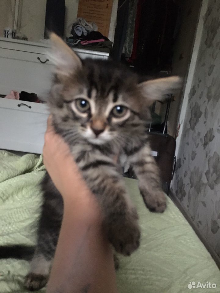 Обворожительные котята в добрые руки