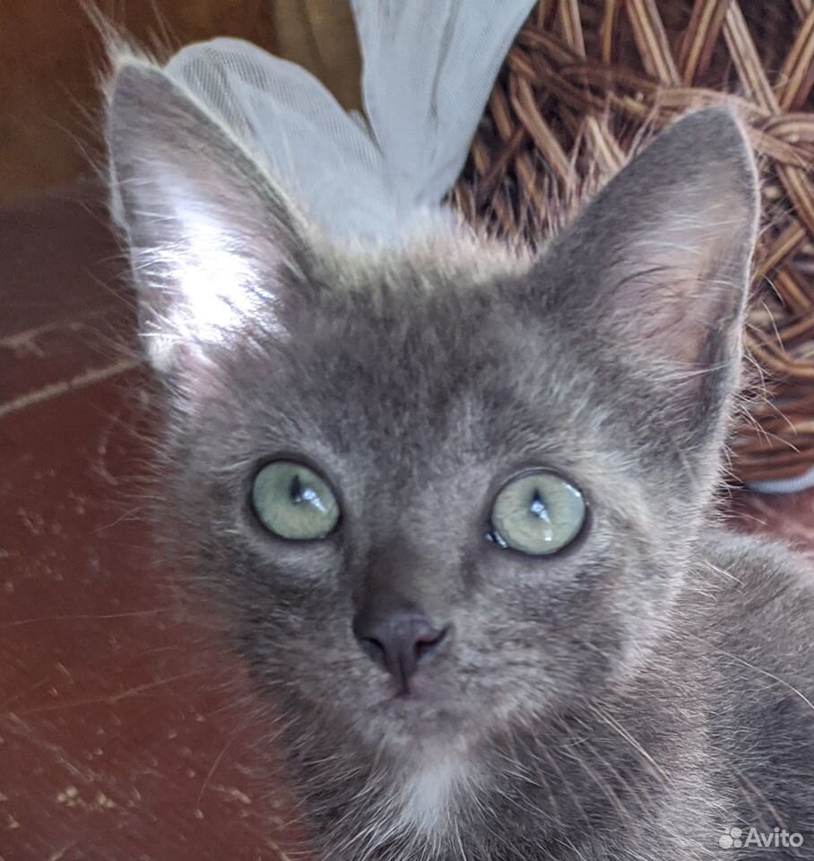 Котенок мальчик