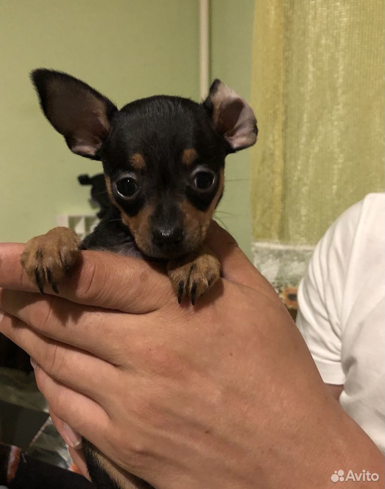 Той-терьер щенок