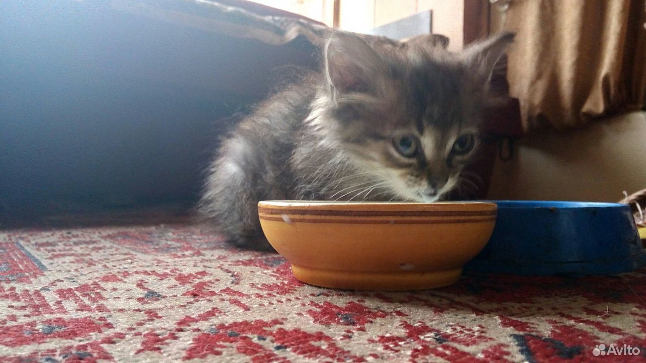 Отдам котёнка