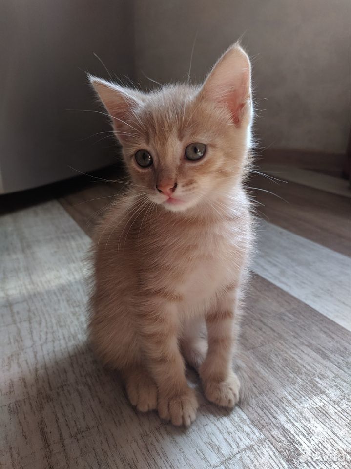 Котенок в добрые руки, мальчик, 1.5 месяца