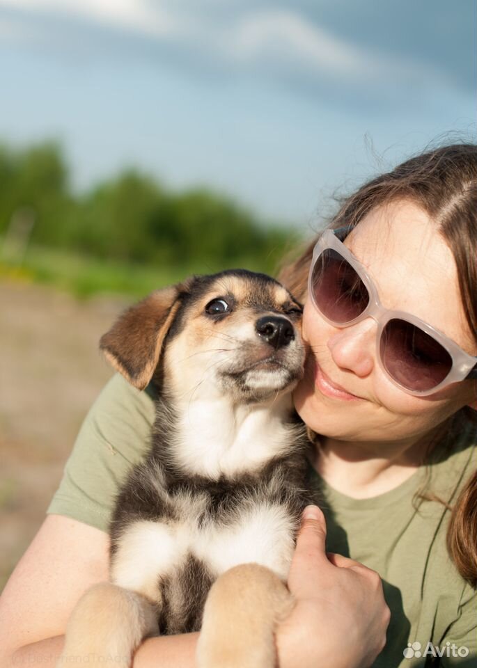 Щенок, прелестная девица в добрые руки