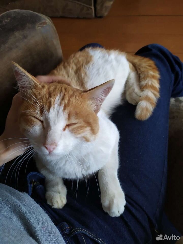 Кот мышелов ласковый