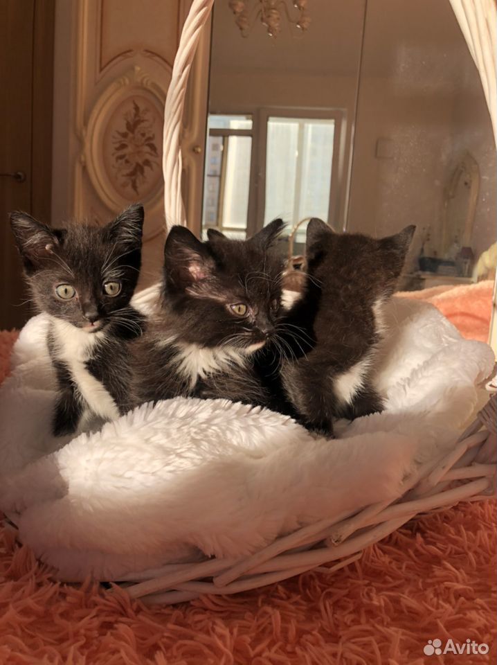 Котята 1,5 месяца в добрые руки