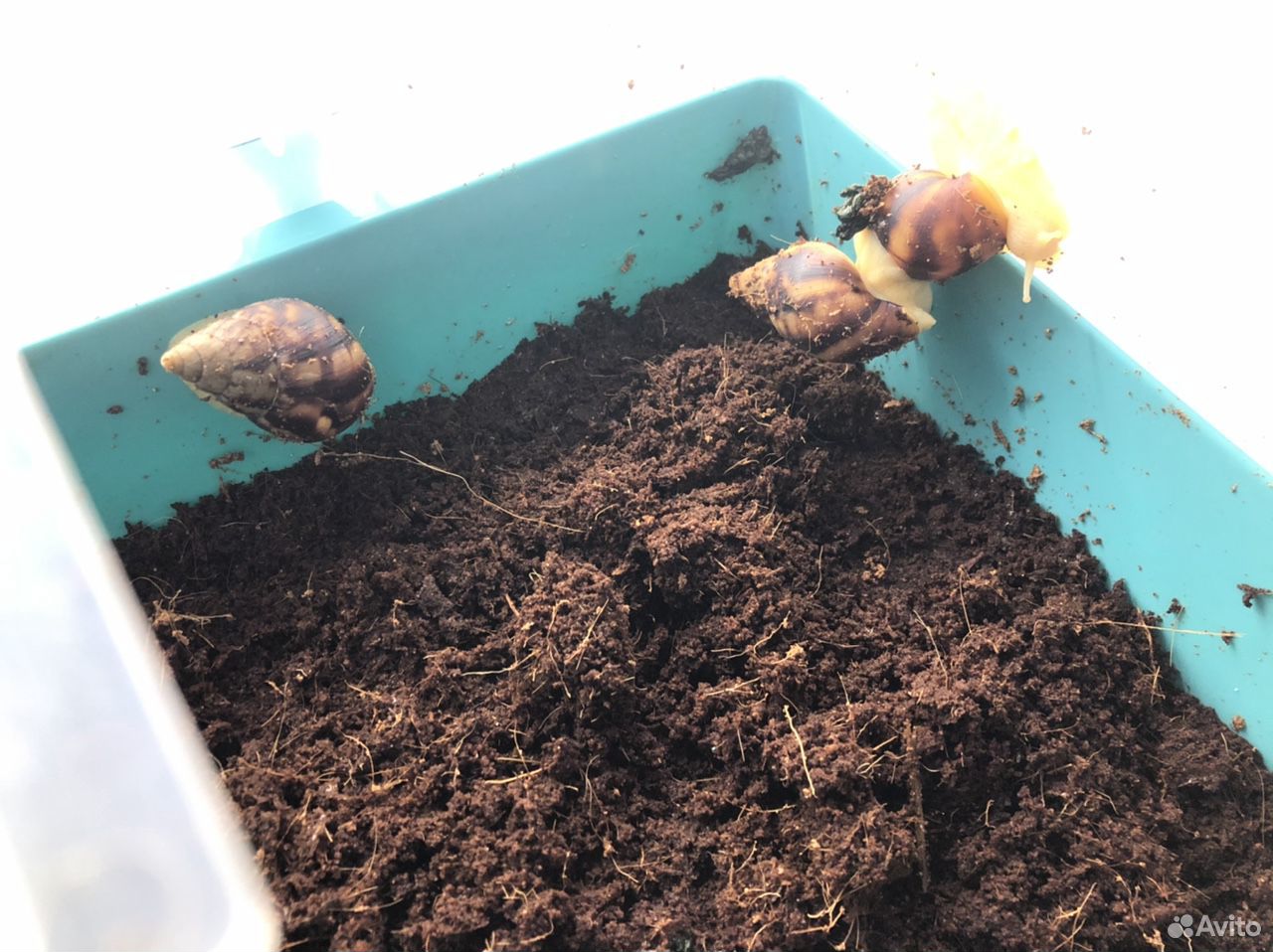 Улитки ахатины