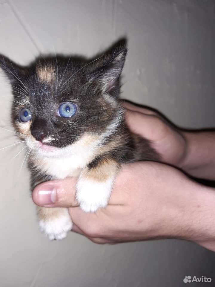 Котята трехцветки