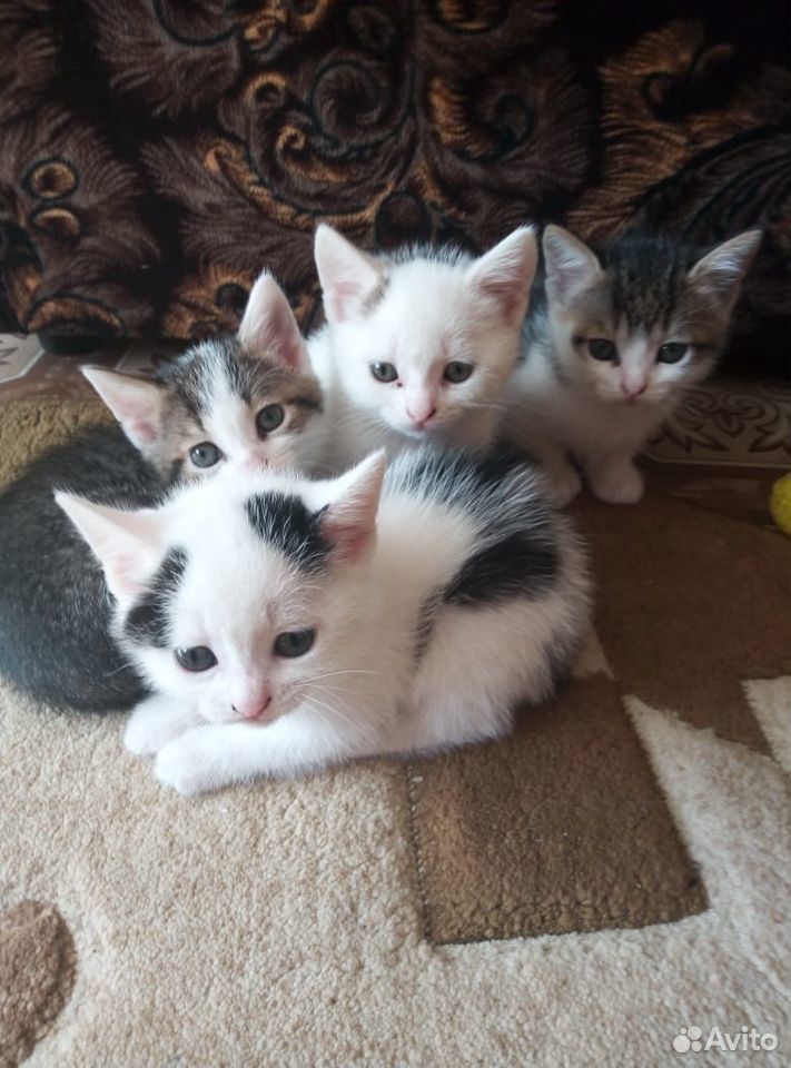 Котятки