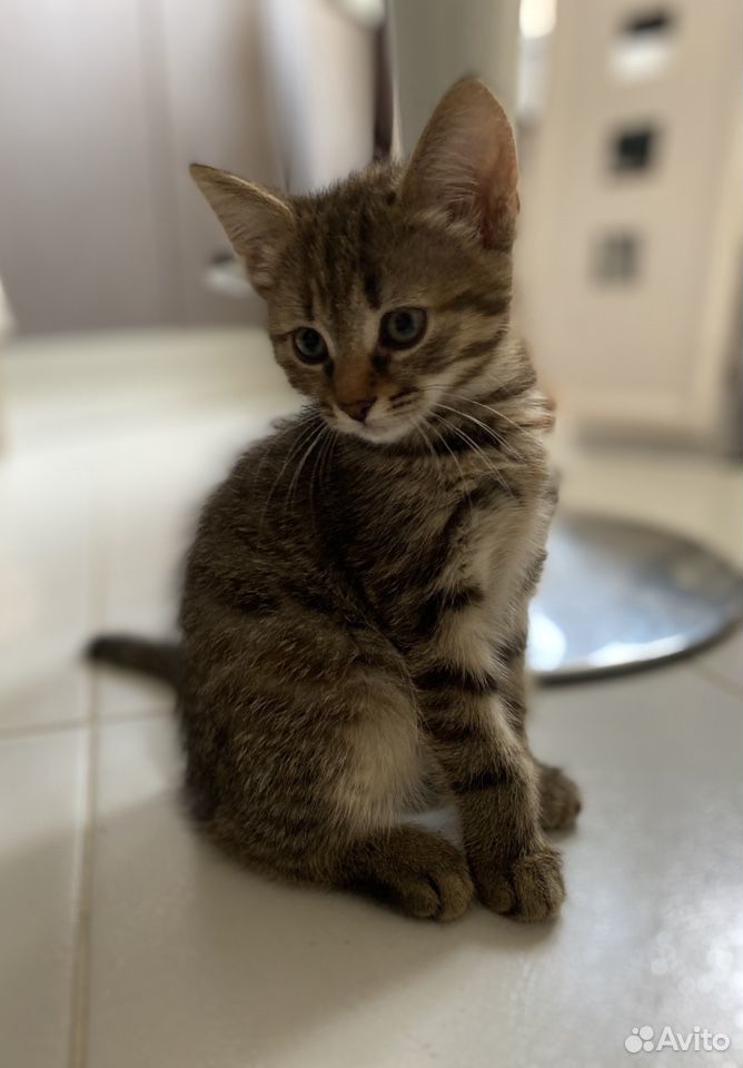 Кошка котёнок