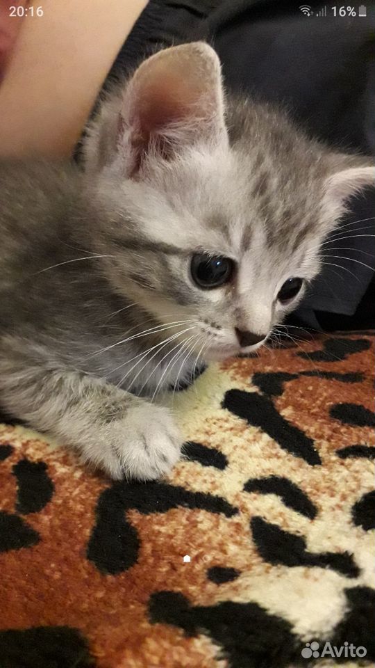 Котенок вискас
