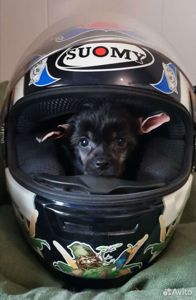 Собака