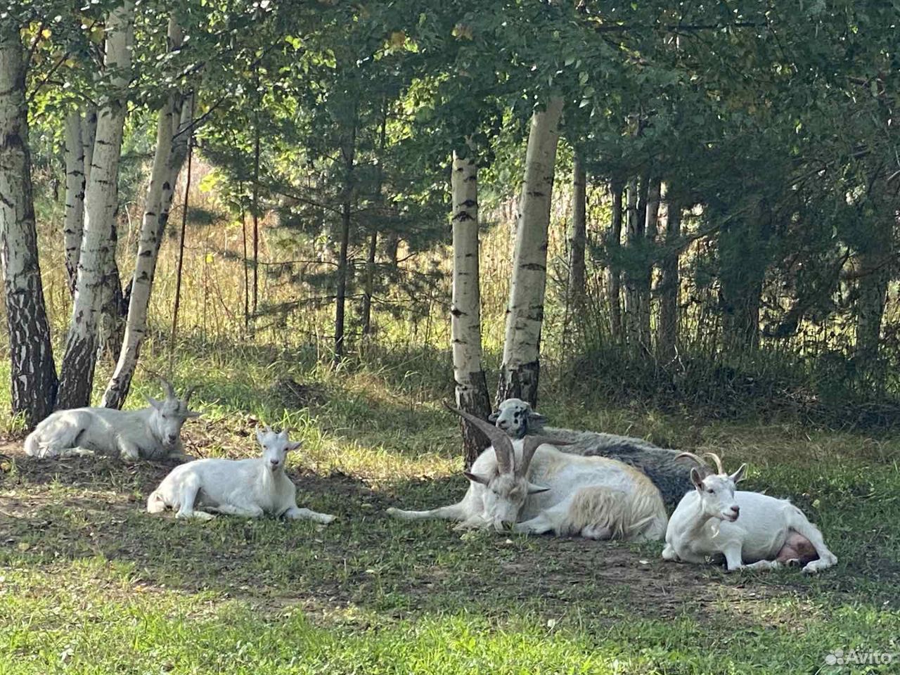 Продаются Коза, Козел и два козленка