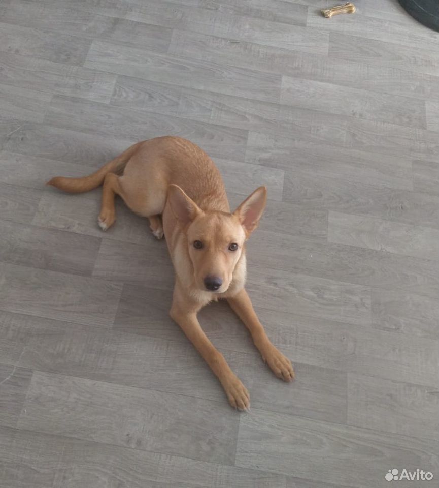 Отдаем щенка в добрые руки