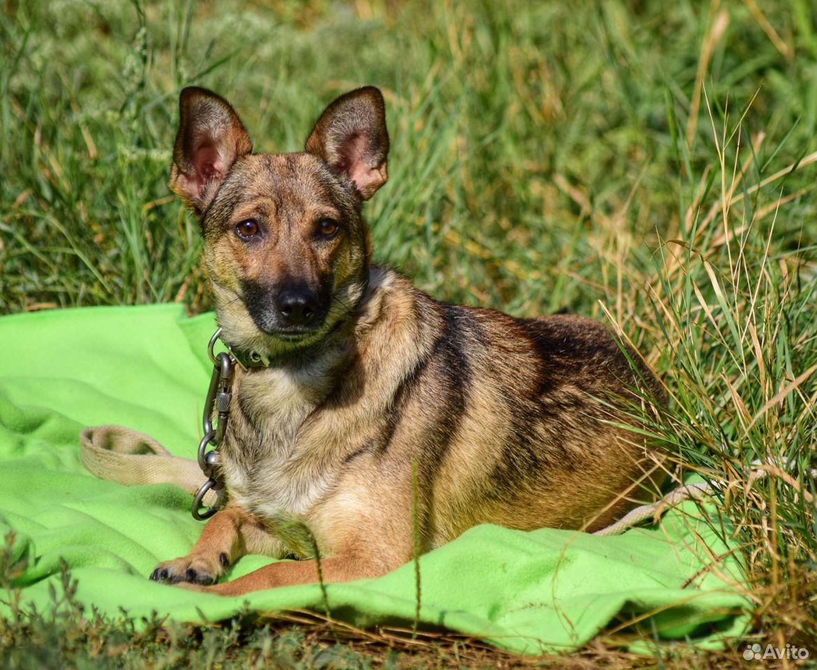 Маленькая Тося ищет семью