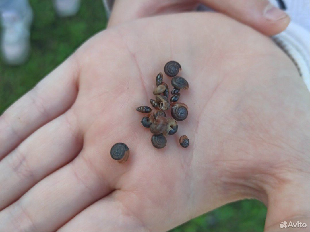 Продаём улиток