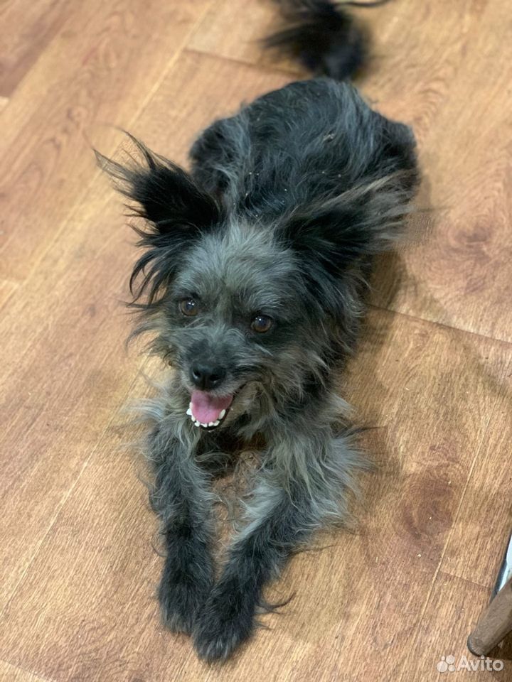 Веселая смешная Шарлиз ищет дом