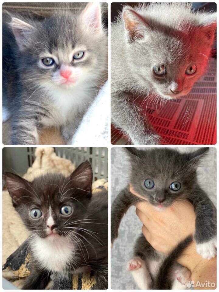 Прекрасные котятки в добрые руки (кошка, коты)