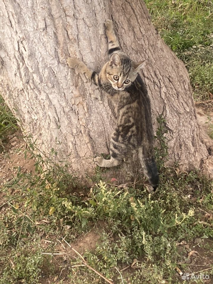 Кошка