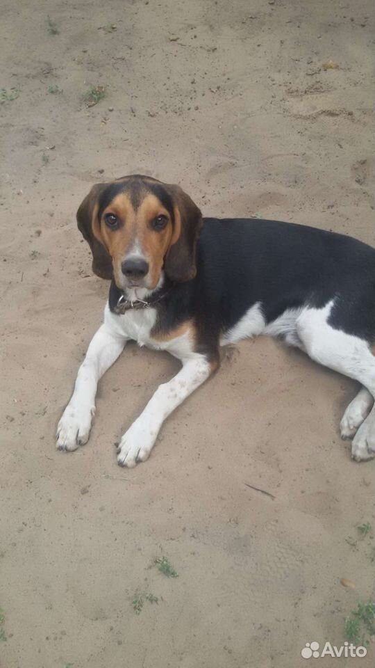 Бигль харьер