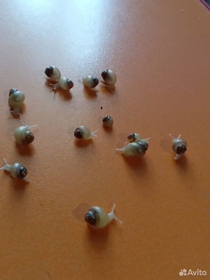 Улитята ахотины (ретикуляты)