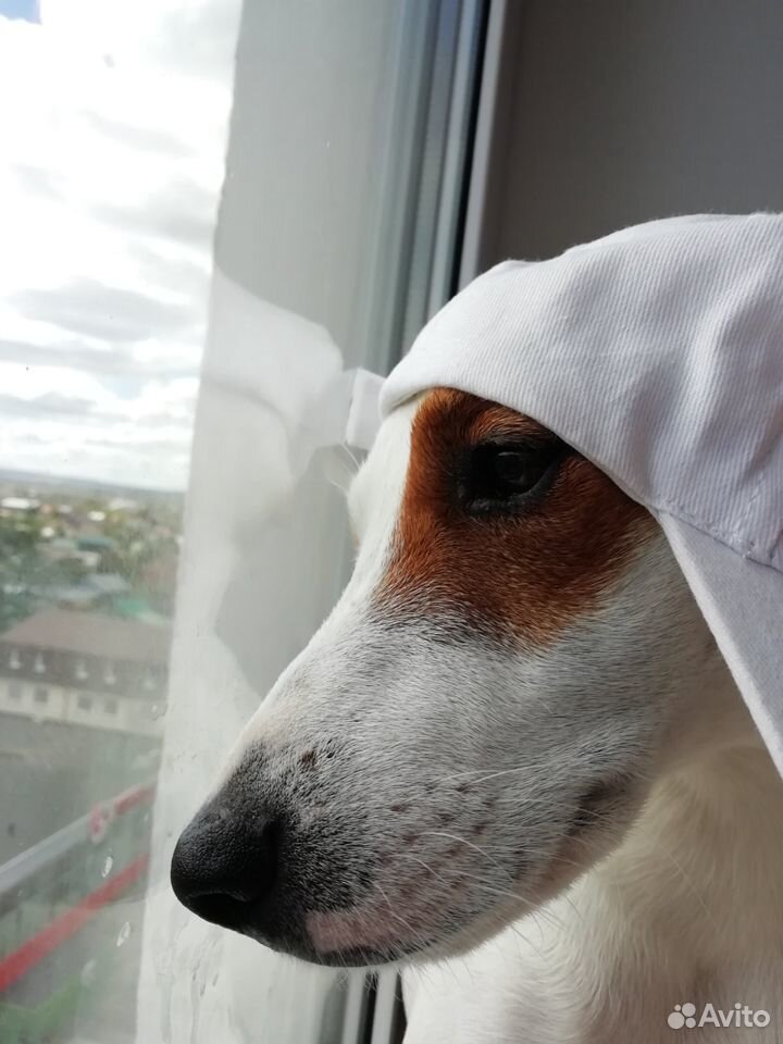 Джек Рассел Терьер