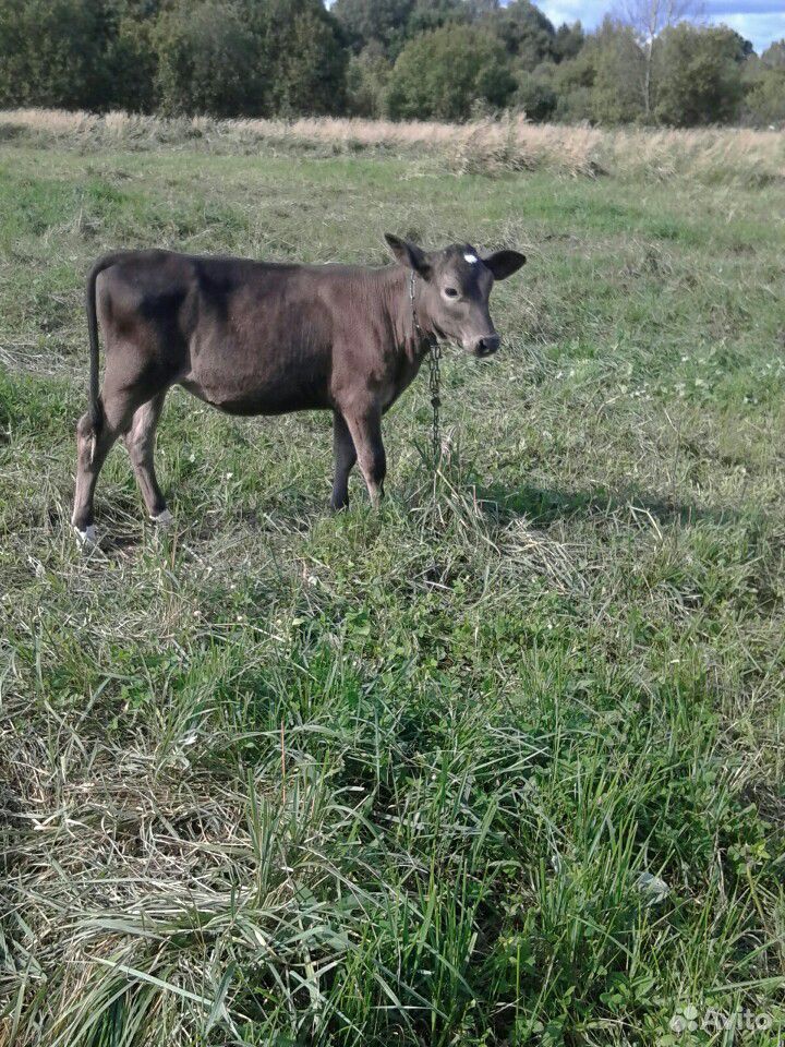 Продается телка