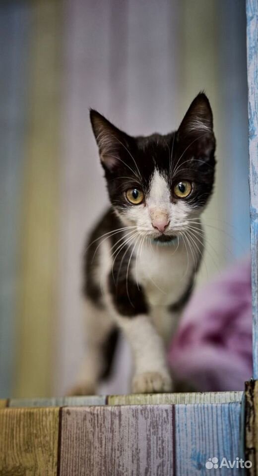 Котёнок Винки в добрые руки