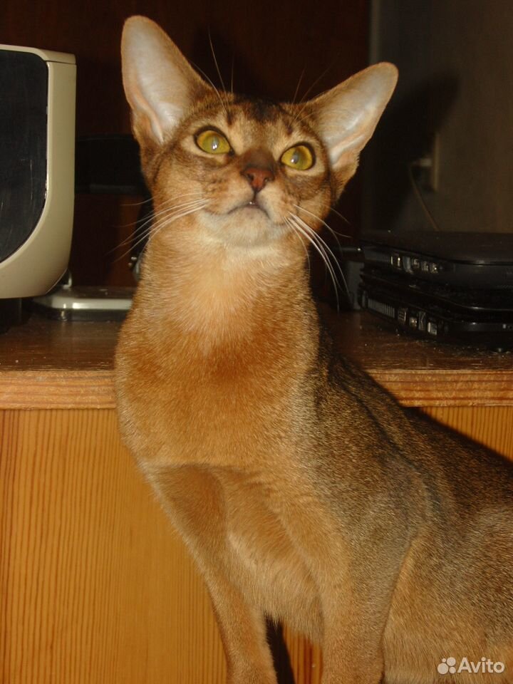 Абиссинская кошка