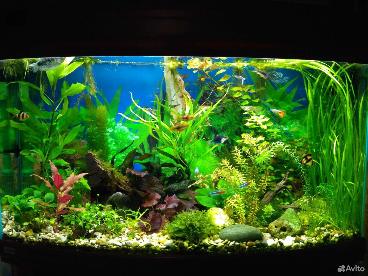 Аквариум 100л. с тумбой и оборудованием