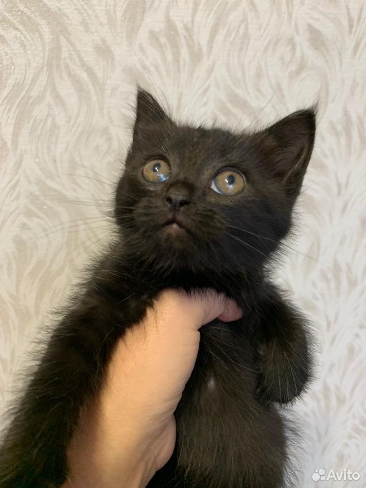 Котёнок