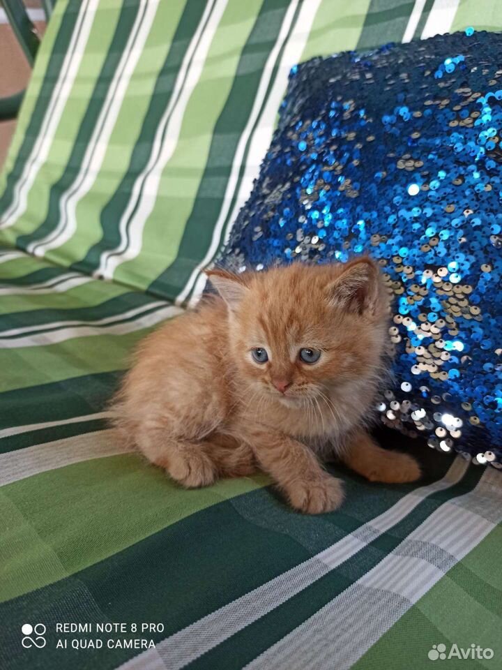 Красивейшие пушистые котята