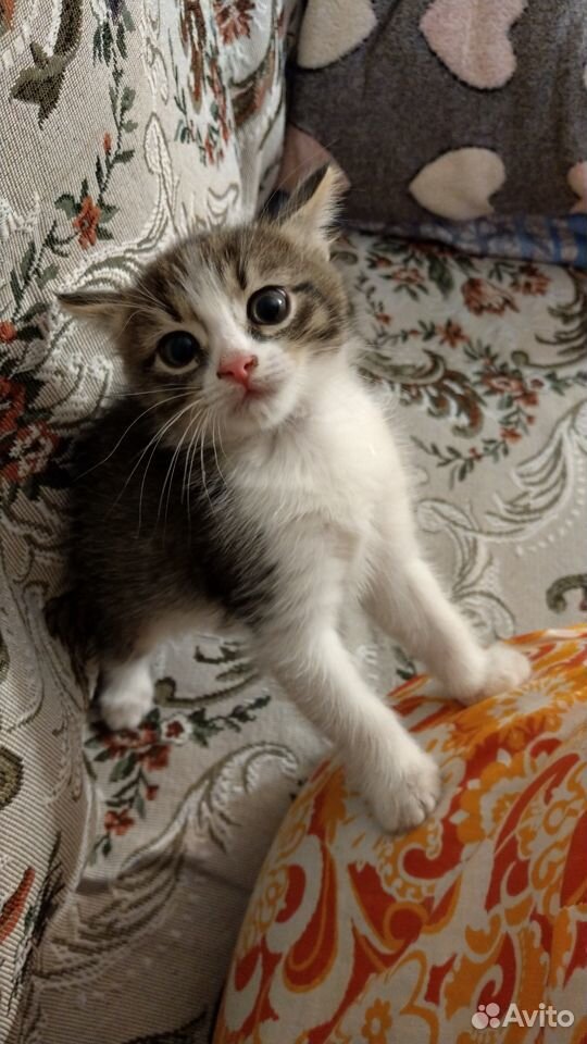 Котёнок в добрые руки