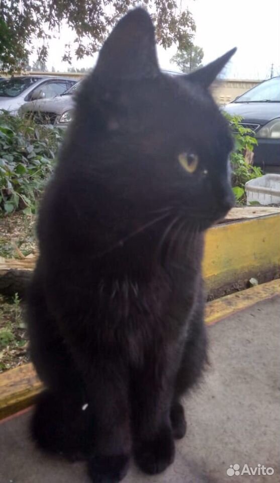 Кошка Ночка ищет хозяина. Отдадим в хорошие руки