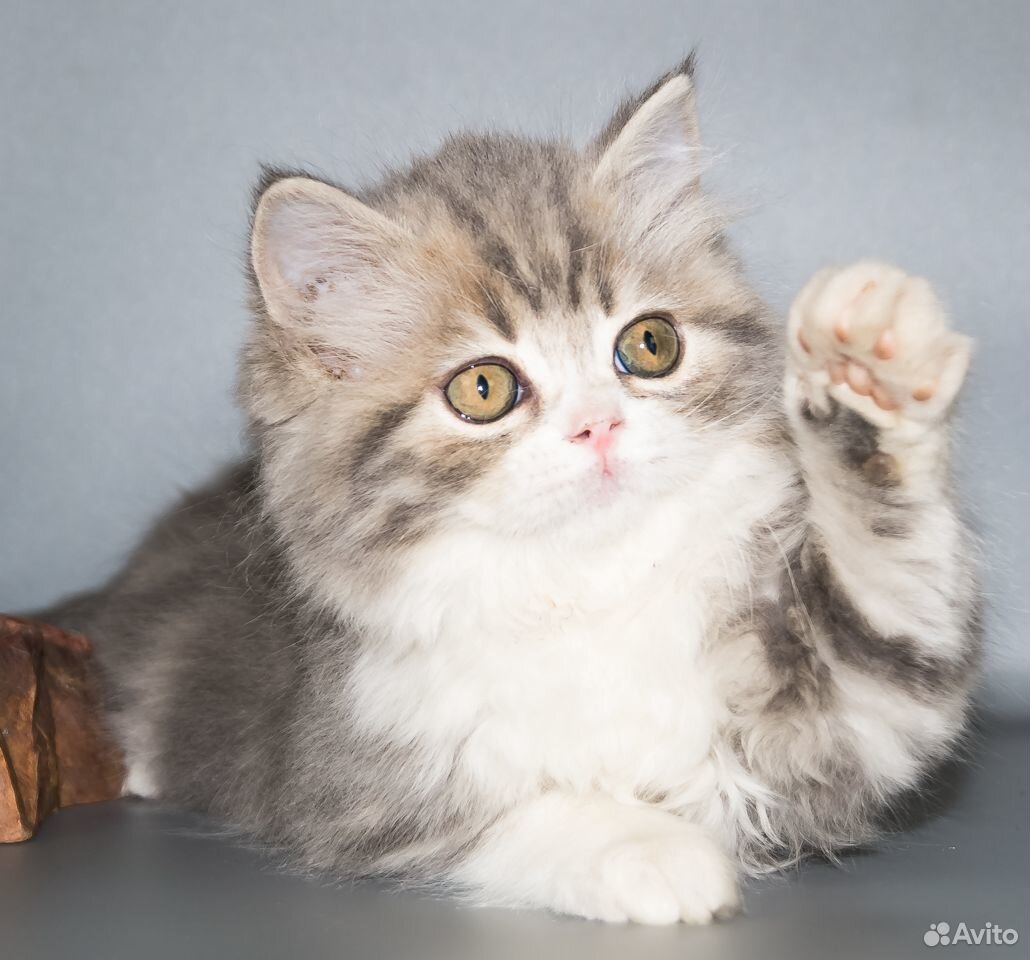 Шотландский котенок Йо-Йо