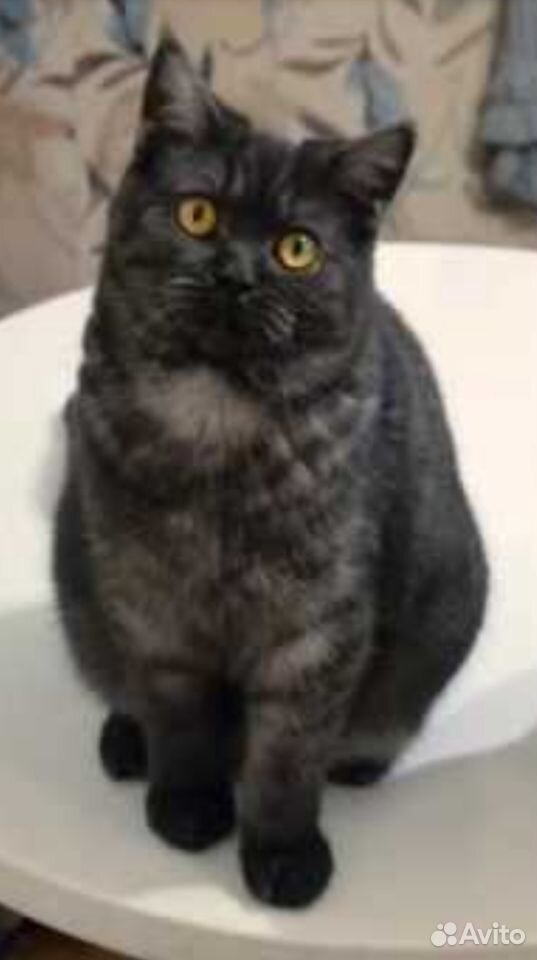 Скотиш фолд