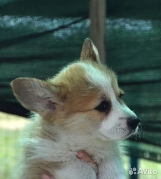 Вельш-Корги пемброк мальчишка