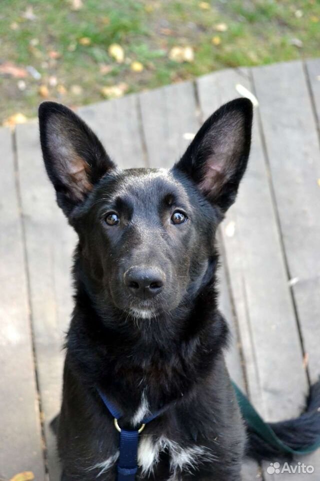 Бонита невероятная в дар