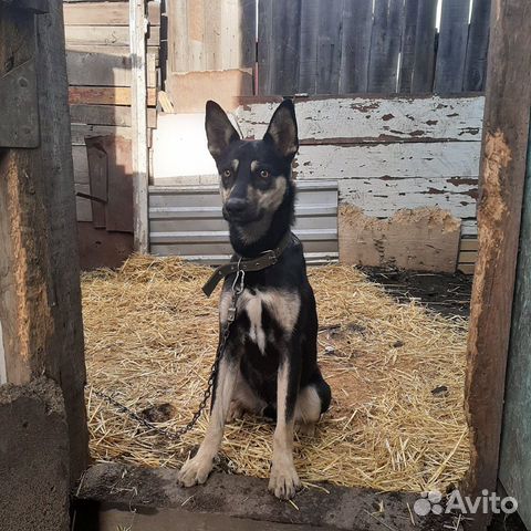 Кобель метис хаски