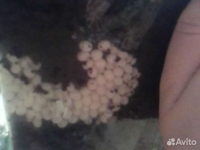 Яйца улиток