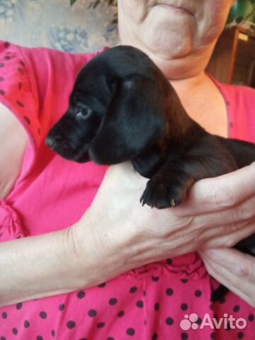 Такса 1,5 мес стандарт девочка чёрная