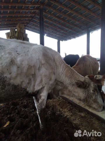 Коровы 5 и 2 телёнка