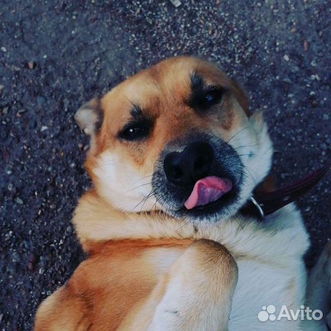 Собака