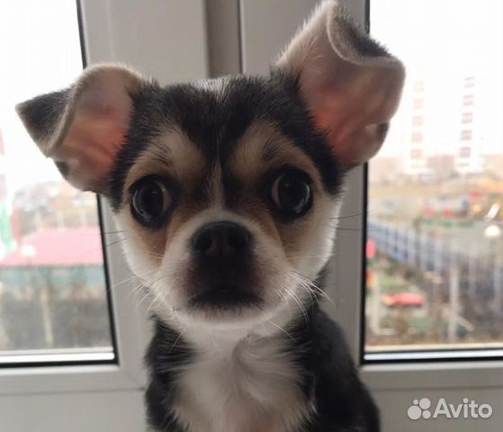 Чихуахуа девочка милашка
