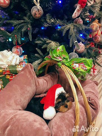 Роскошные малыши йорчики к Новому году