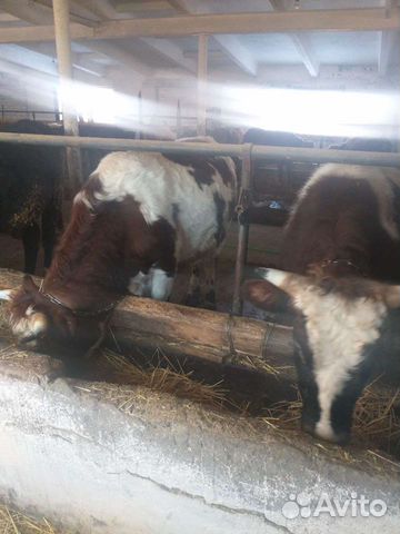 Быки на мясо