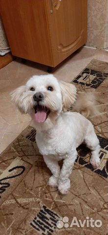 Вязка Метис Бишон-Болонка