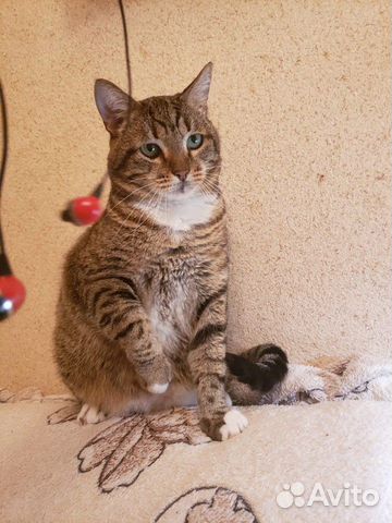 Котик 2 года,метис Бенгала