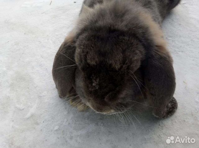 Кролик порода-французский баран